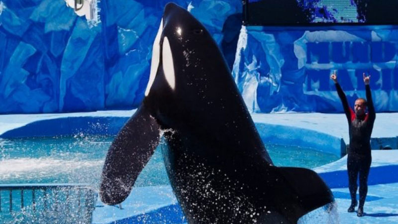A male orca has died at the Moskvarium aquarium in Russia, the second ...
